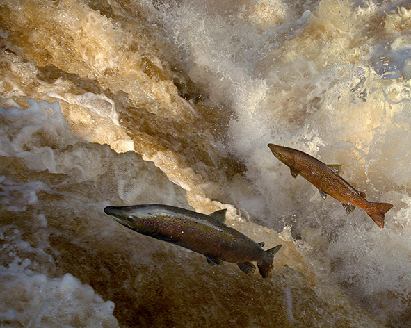 settlehydro.org.uk Salmon, Sea Trout & Eels